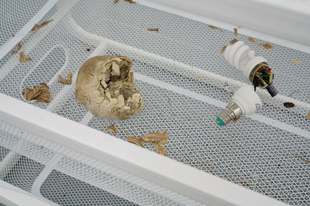 Becoming animal - Nicolás Lamas