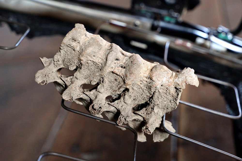 Liquid bones - Nicolás Lamas