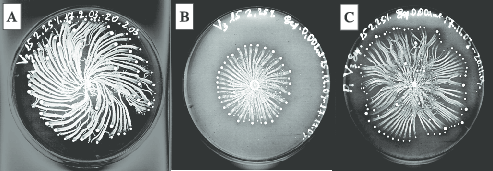 Paper : Form - local_optima