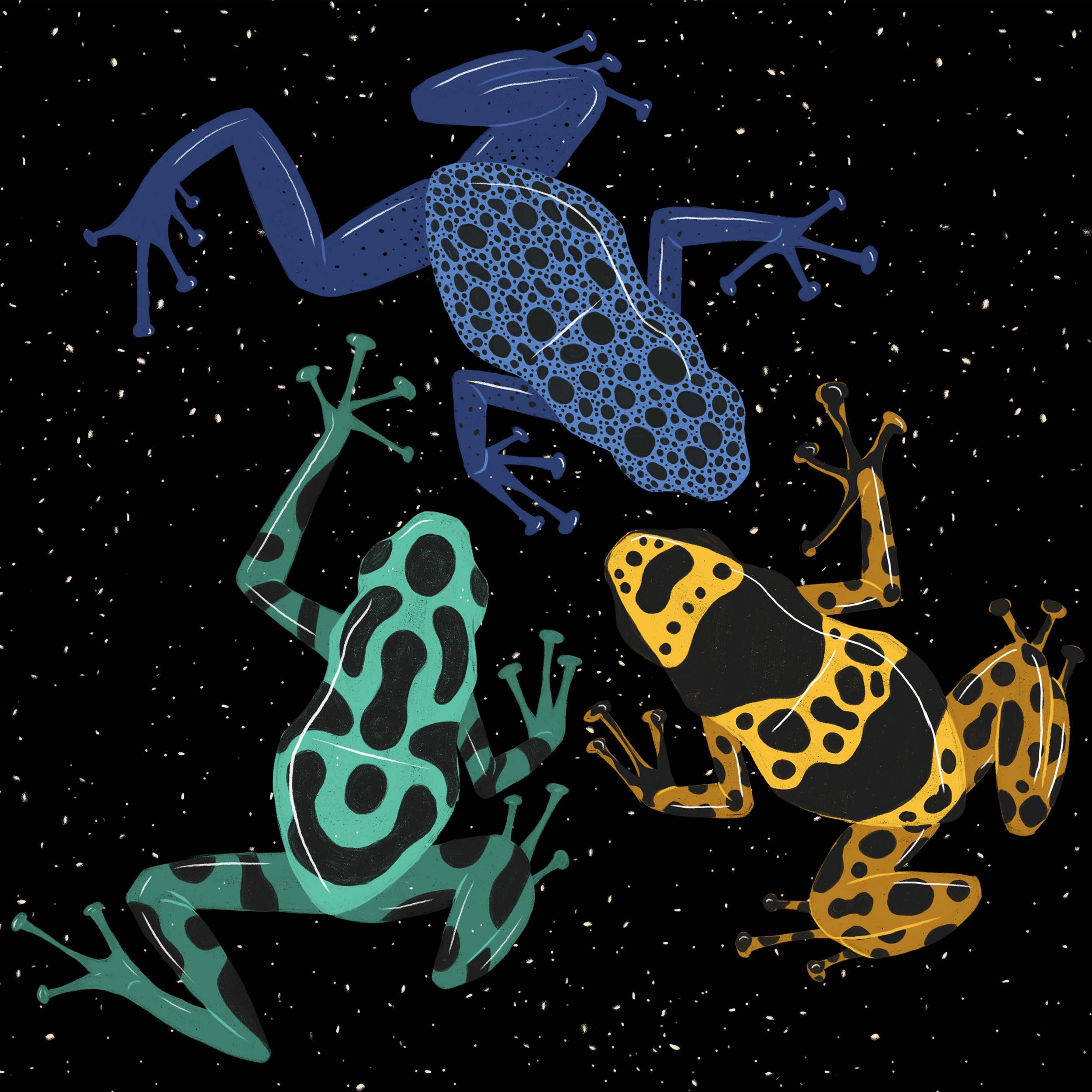 Poison dart frogs - Diana Mora Illustration