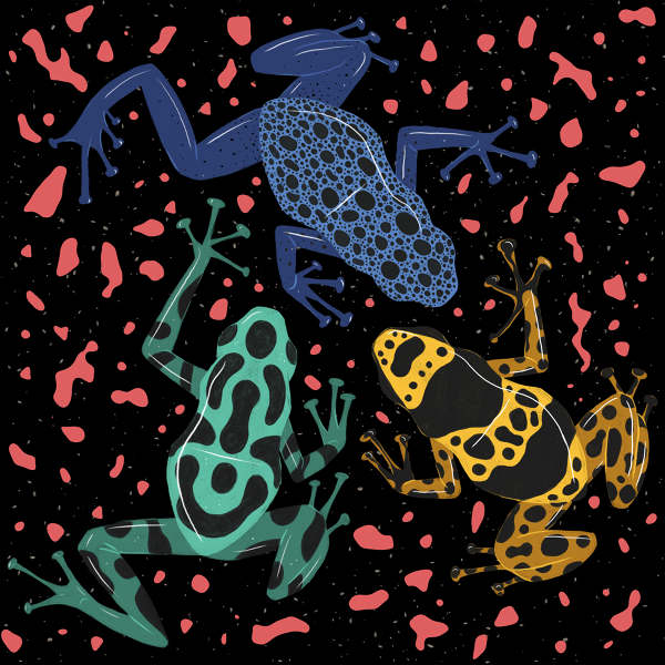 Poison dart frogs - Diana Mora Illustration