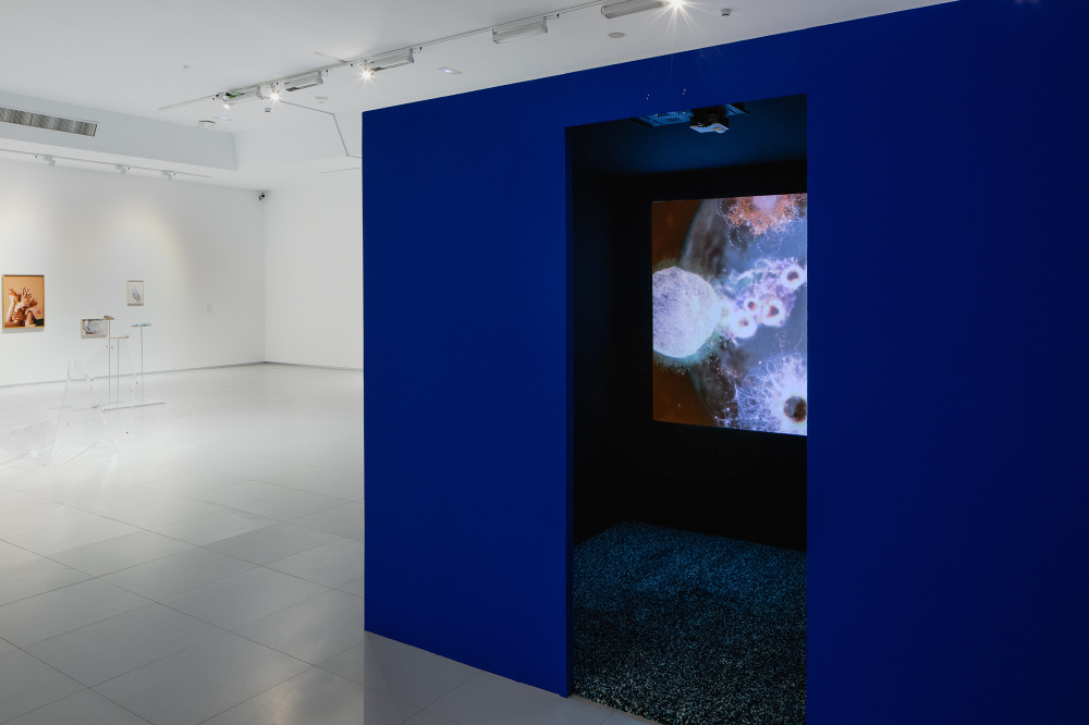 THE INHALATION OF AN OCEANIC CARBON BREADTH Athanasios Argianas, Anne ...