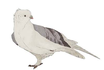 Scientific Illustration - Elijah Claxton