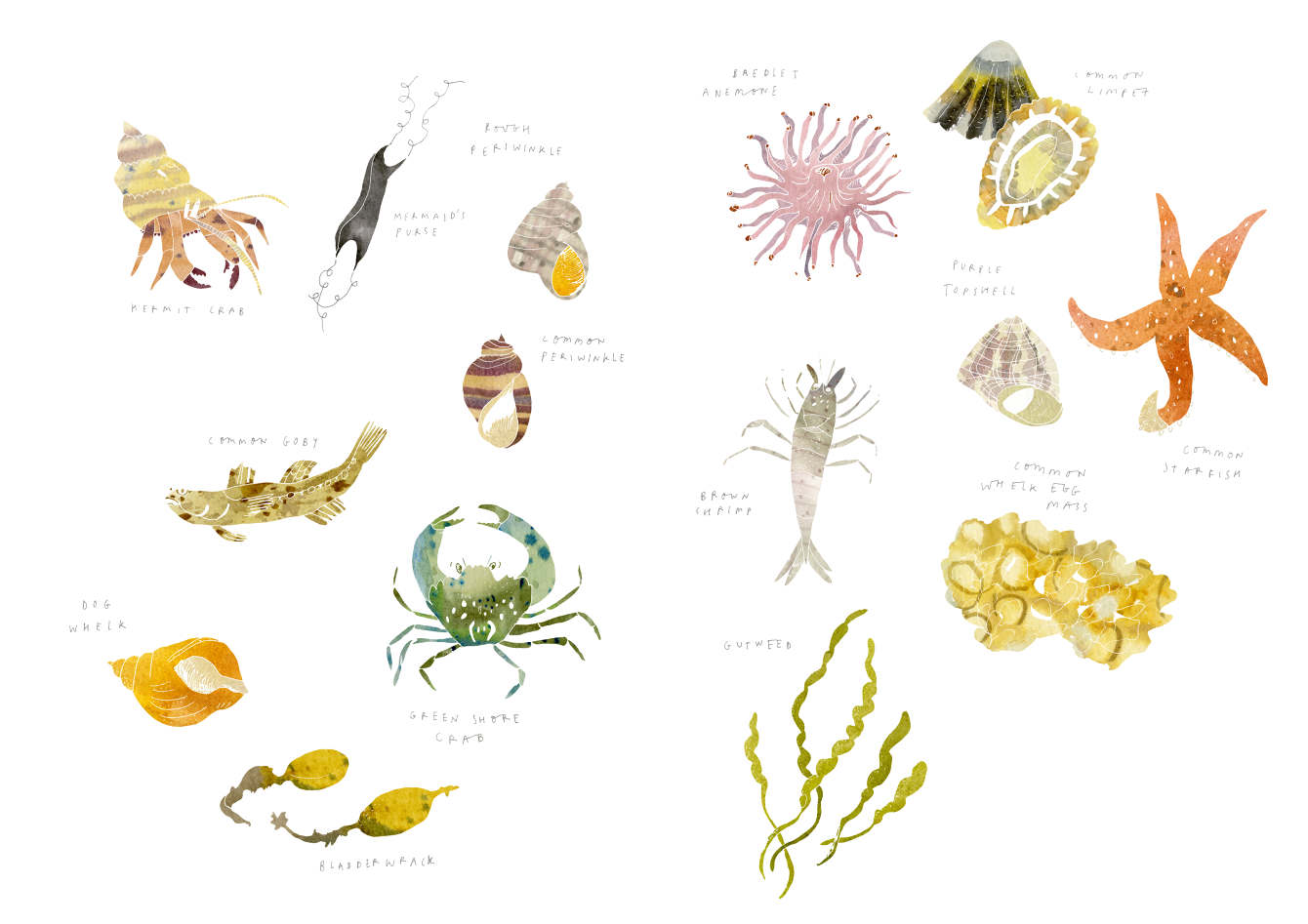 Rockpool guide - Joanna Lillie Illustration