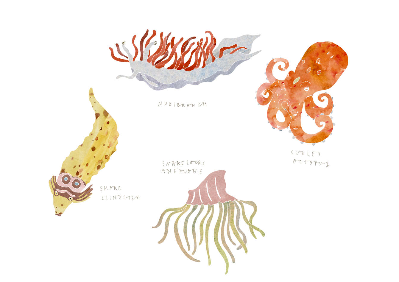 Rockpool guide - Joanna Lillie Illustration