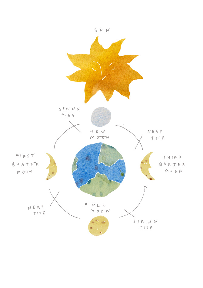 Rockpool guide - Joanna Lillie Illustration
