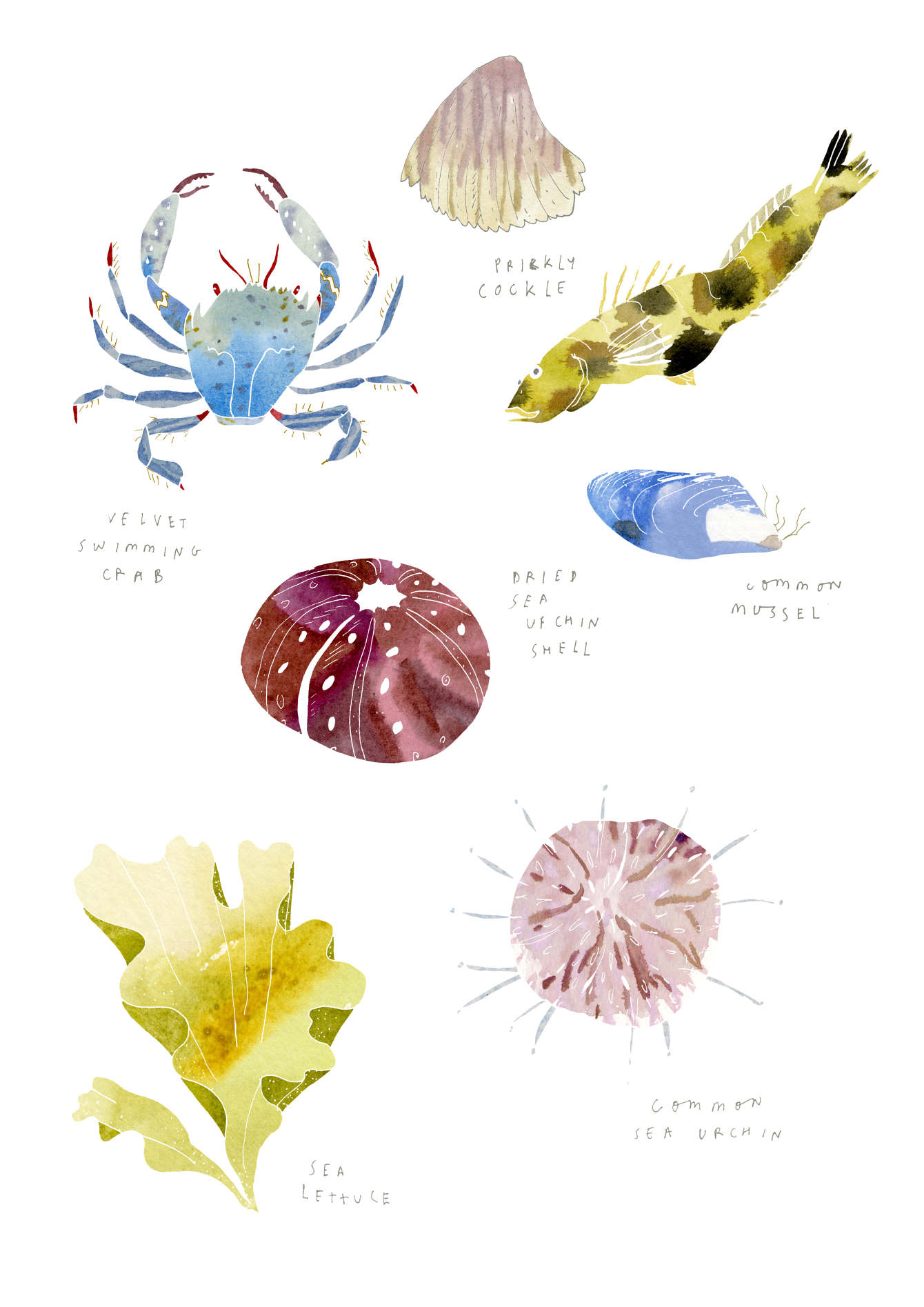 Rockpool guide - Joanna Lillie Illustration