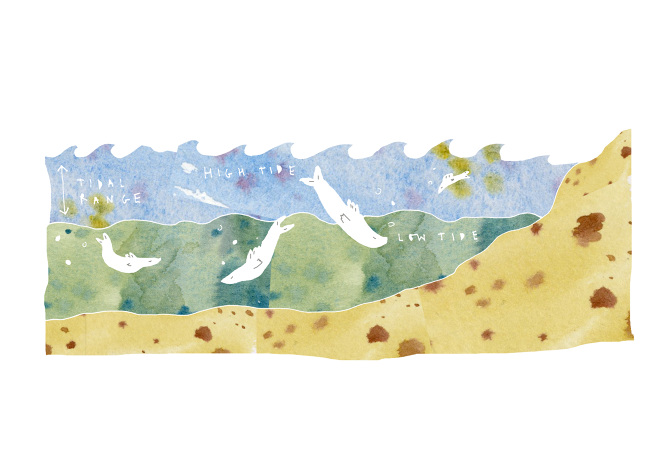 Rockpool guide - Joanna Lillie Illustration