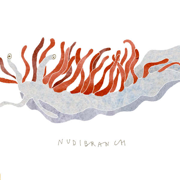 Rockpool guide - Joanna Lillie Illustration