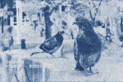 PIGEON GATHERINGS - i n g a t i l l e r e