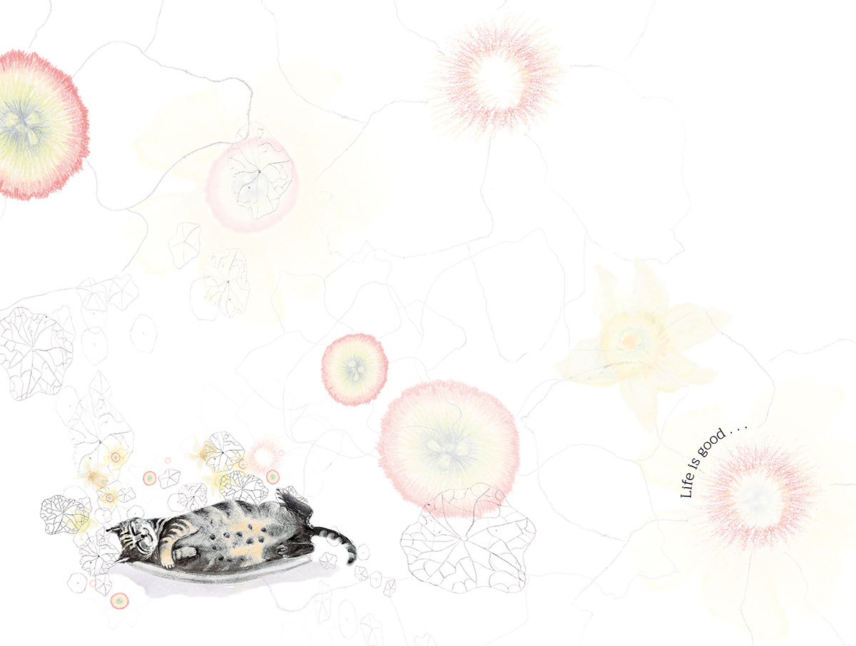 Picture Book: A Cat of Many Names - www.janebirbeckillustration.co.uk