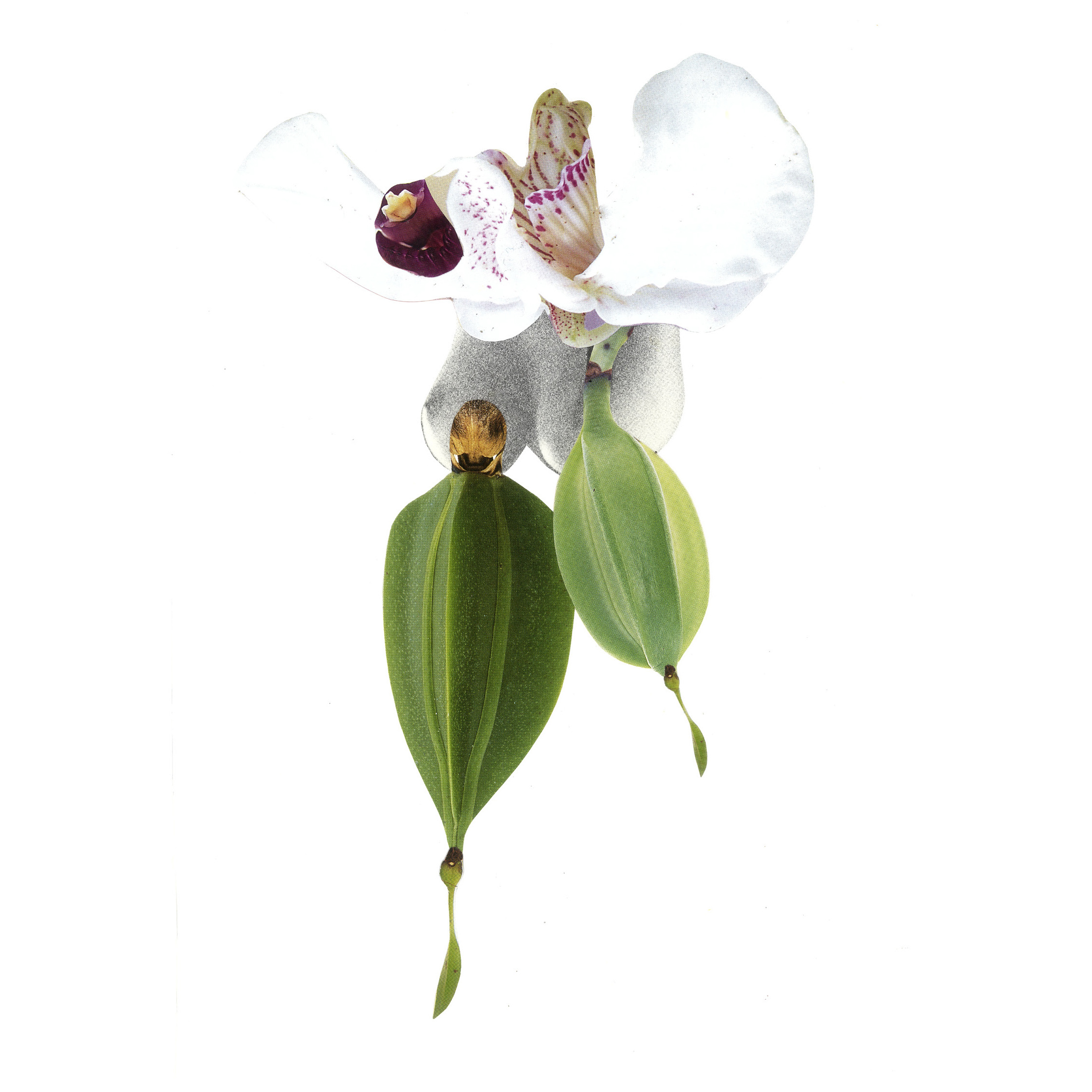 METAMORPHOSIS - Jeanne Ralet - Graphic designer