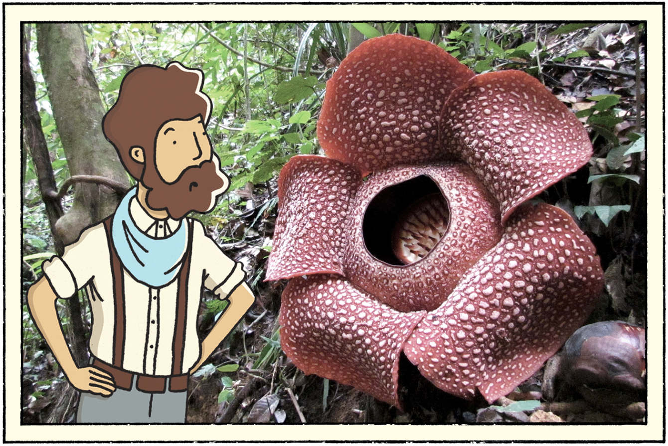 Rafflesia Humblebee - The Worldwide Society of Scientists