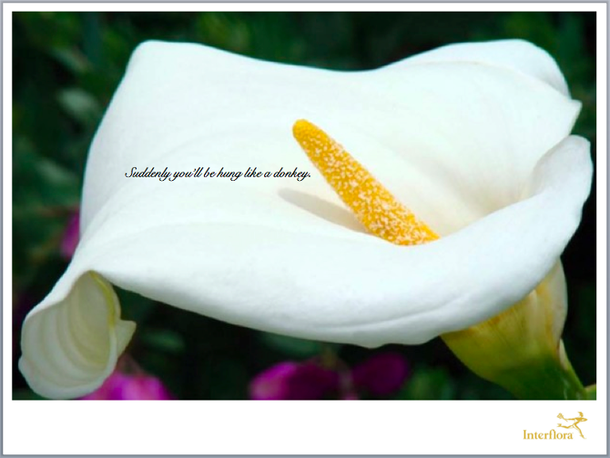 Interflora for men - Mutti