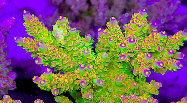 Acropora Coral - Cargo Magazine