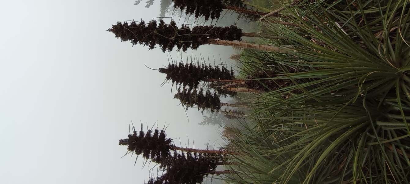 matorral, campo inculto: aprender creciendo a la virulé - adrianareyes ...