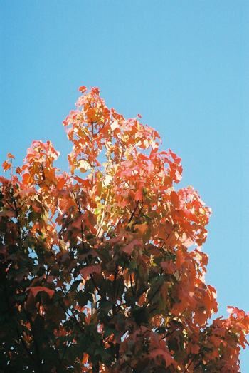 PHENOMENALISM - David Chaim Jacob Zilber