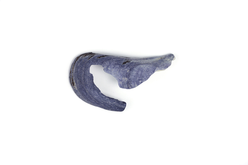 BLUE MUSSEL SHELL - Typology