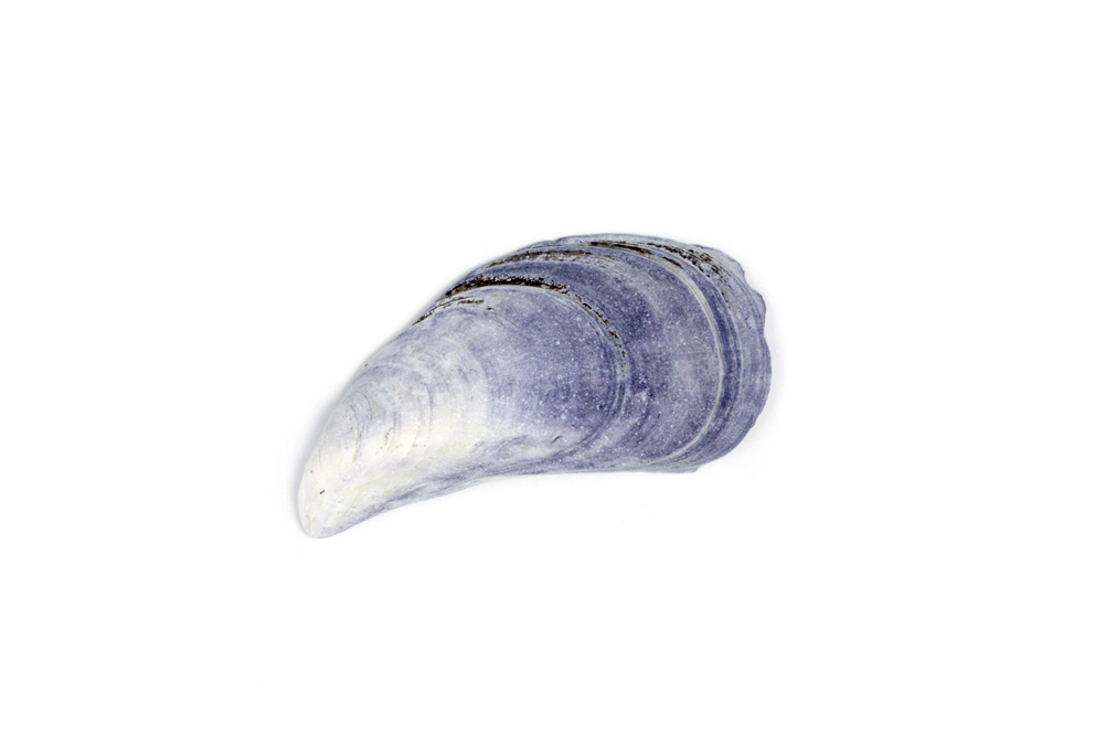 BLUE MUSSEL SHELL - Typology
