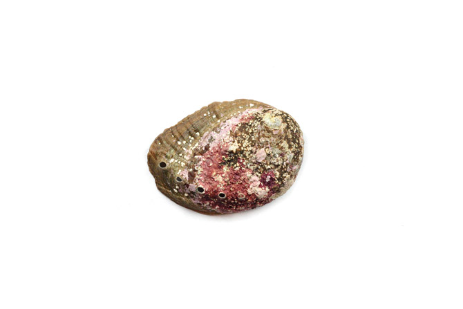 HALIOTIDAE HALIOTIS - Typology