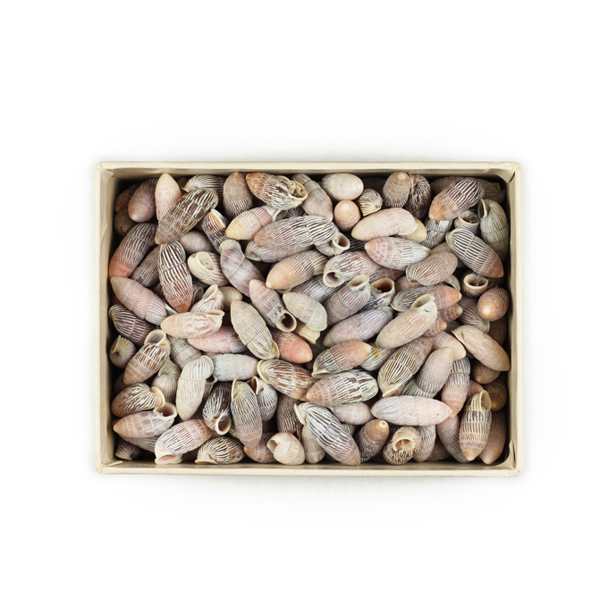 CERION RUBICUNDUM - Typology