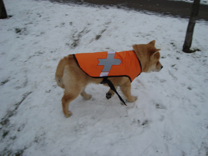 MESSENGER DOG - lauraboffi
