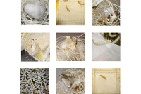 Emily Blaser Makes Things