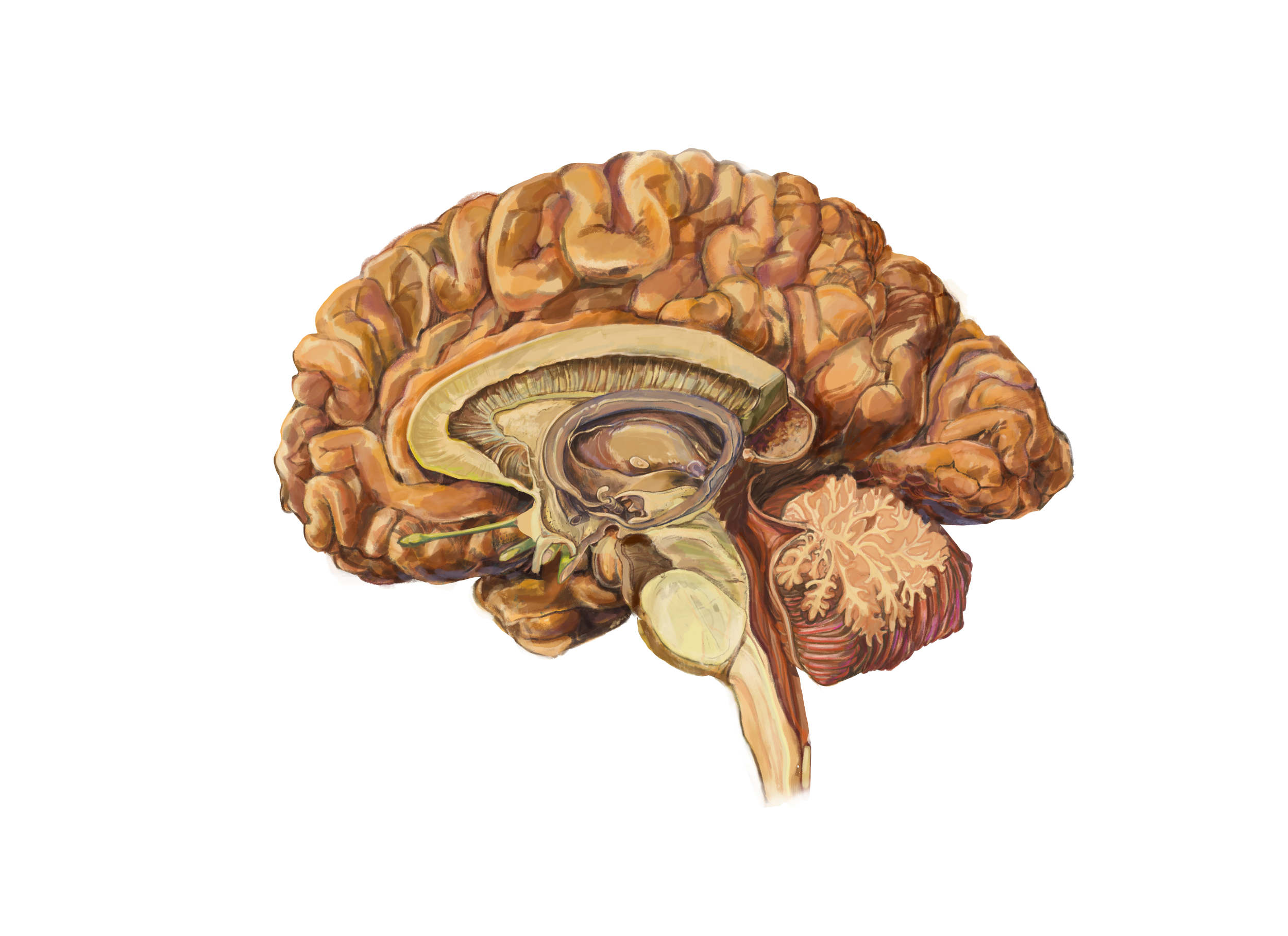 Cross section of a Brain - Rasgorshek
