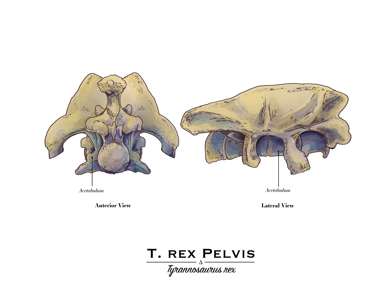 Evolution Comparison - Rasgorshek