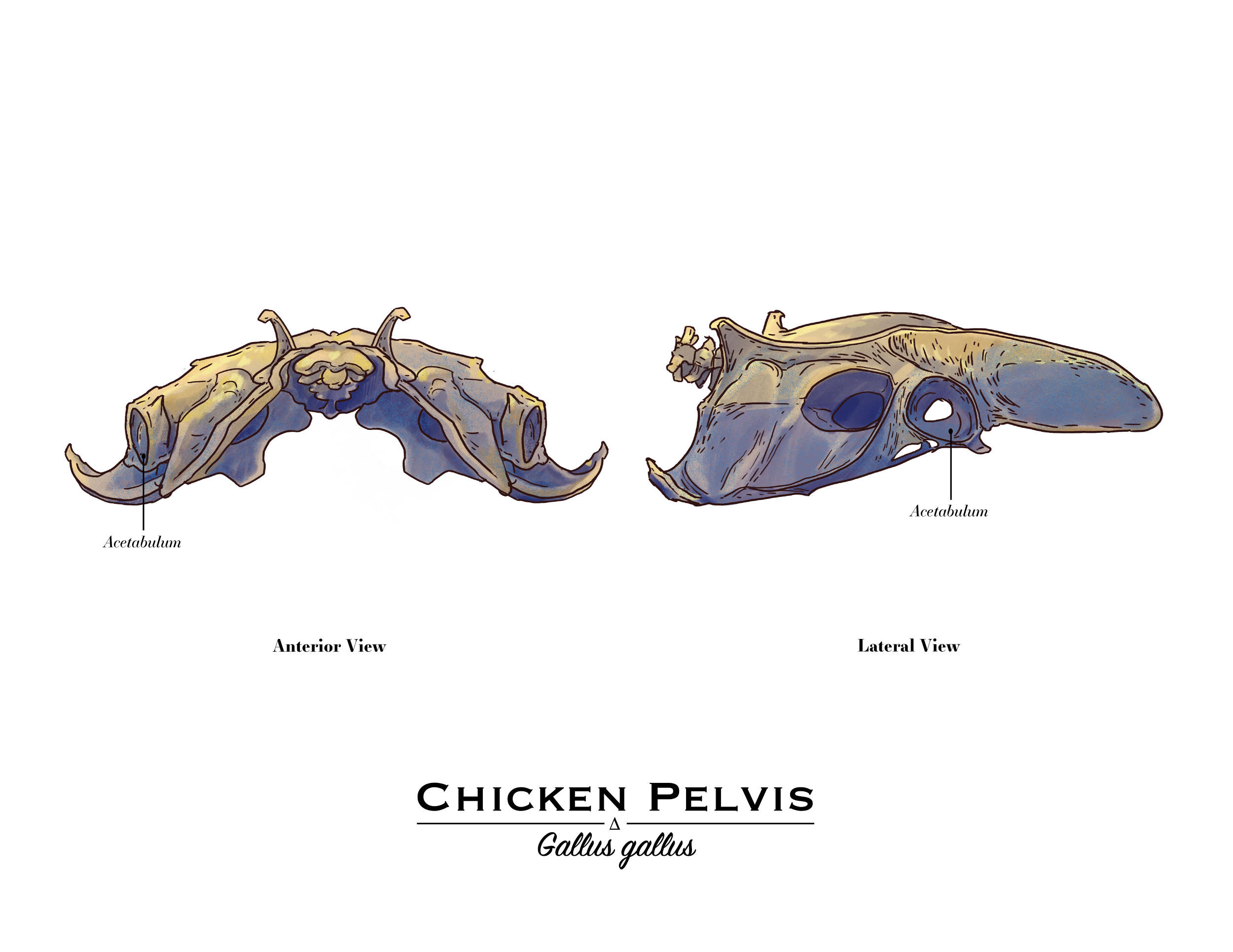 Evolution Comparison - Rasgorshek