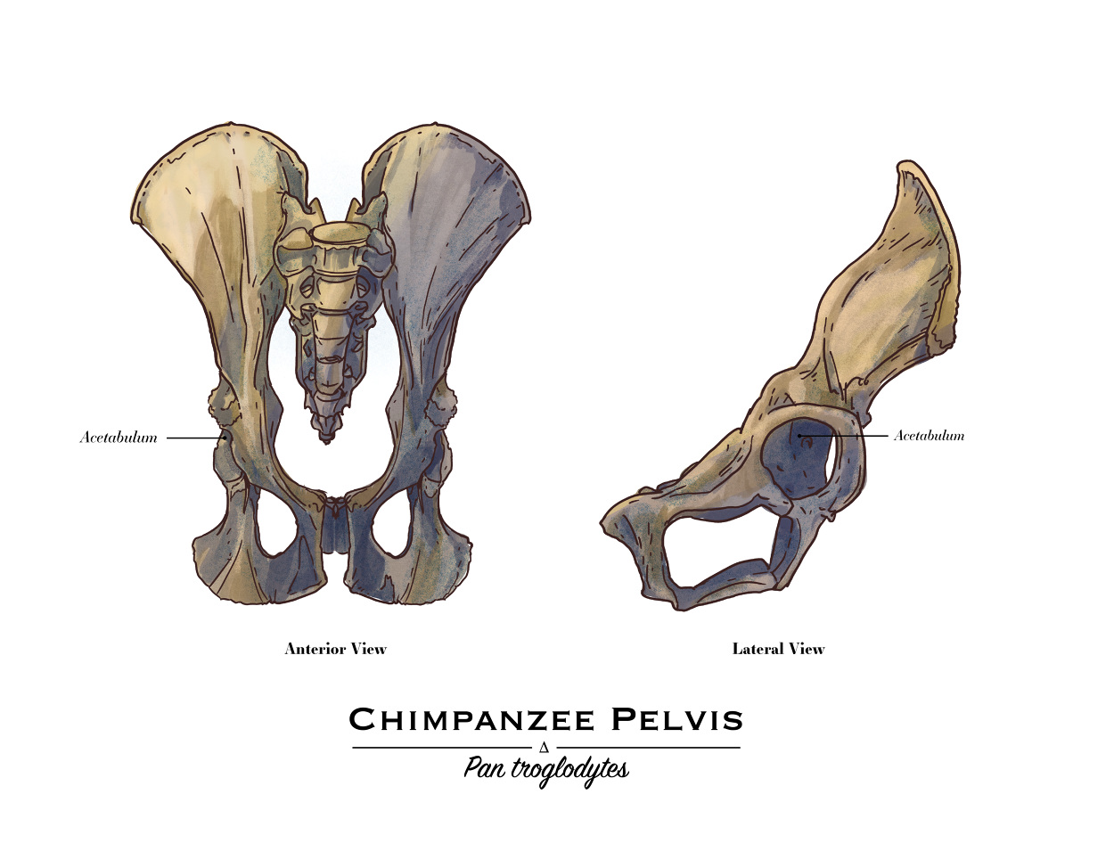 Evolution Comparison - Rasgorshek