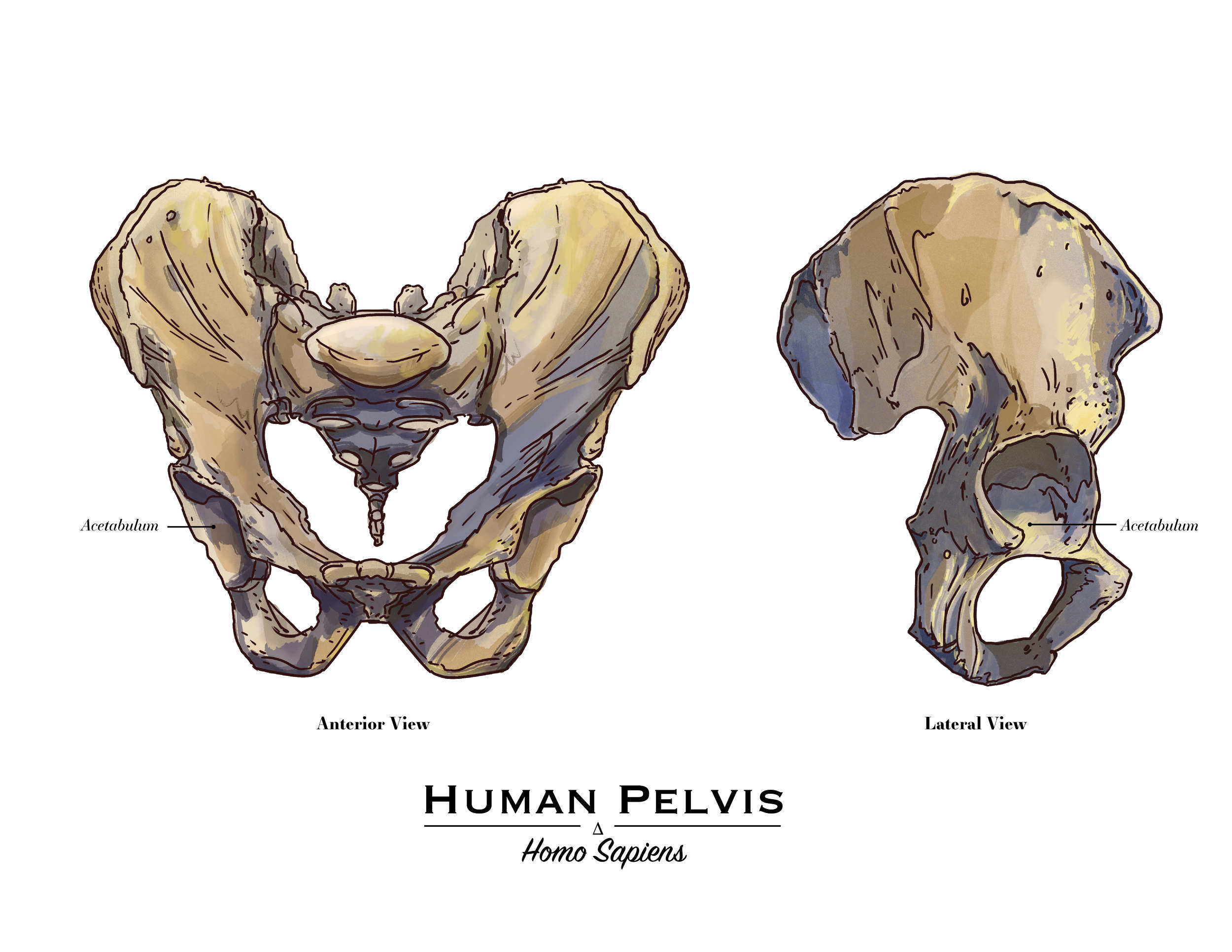 Evolution Comparison - Rasgorshek