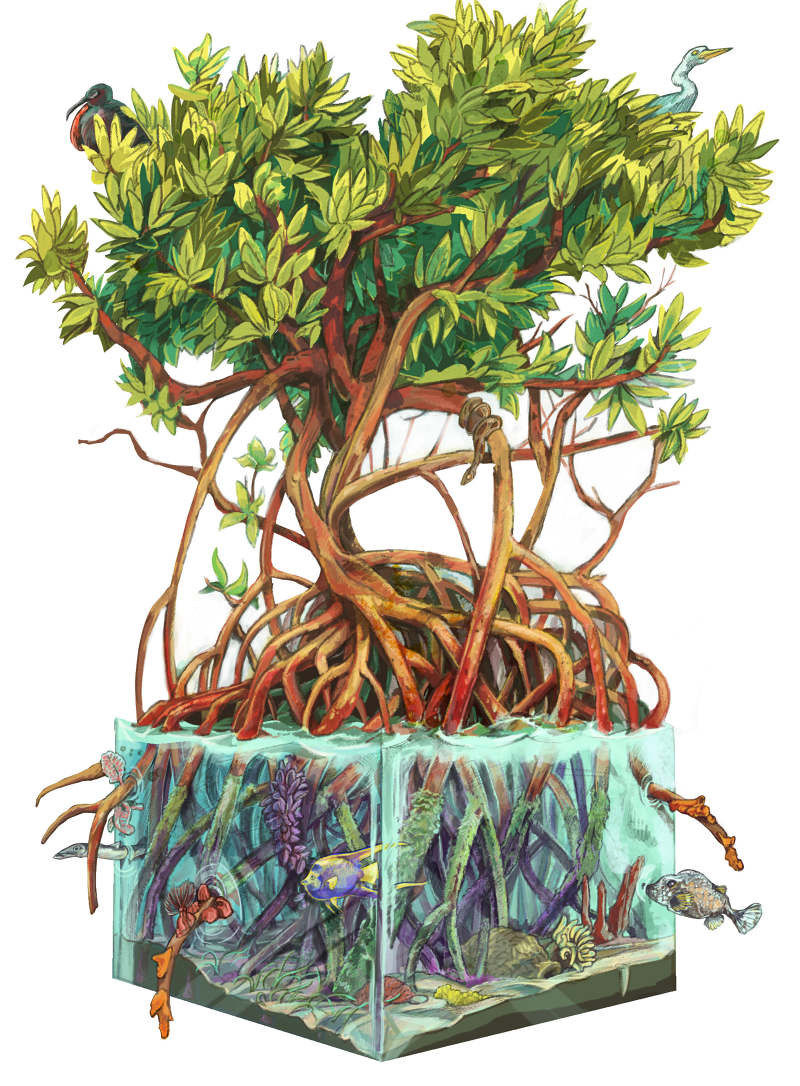 The Red mangrove tree - Rasgorshek