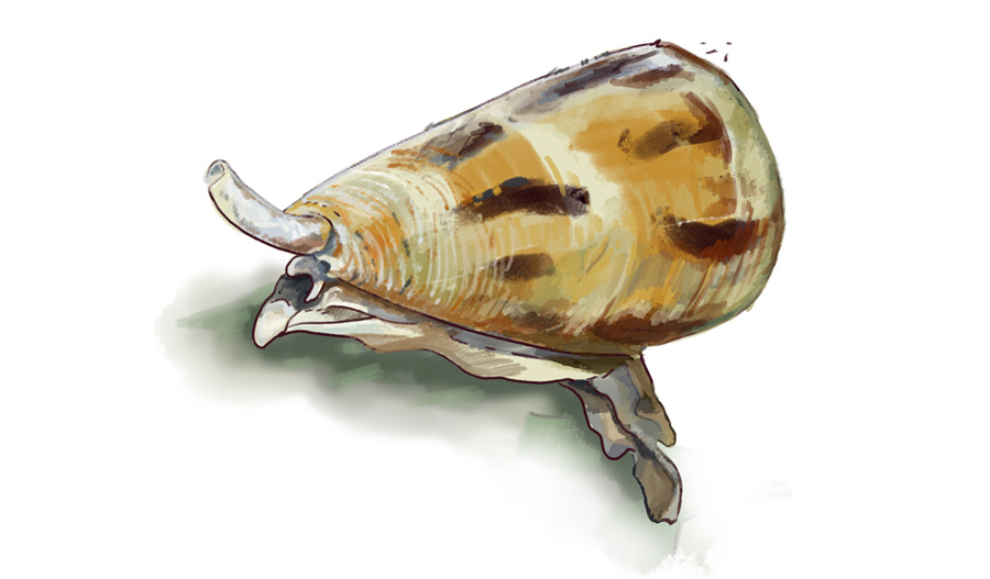 Poisonous Sea Snails - Rasgorshek