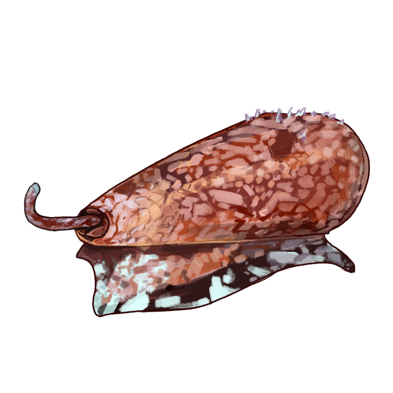 Poisonous Sea Snails - Rasgorshek