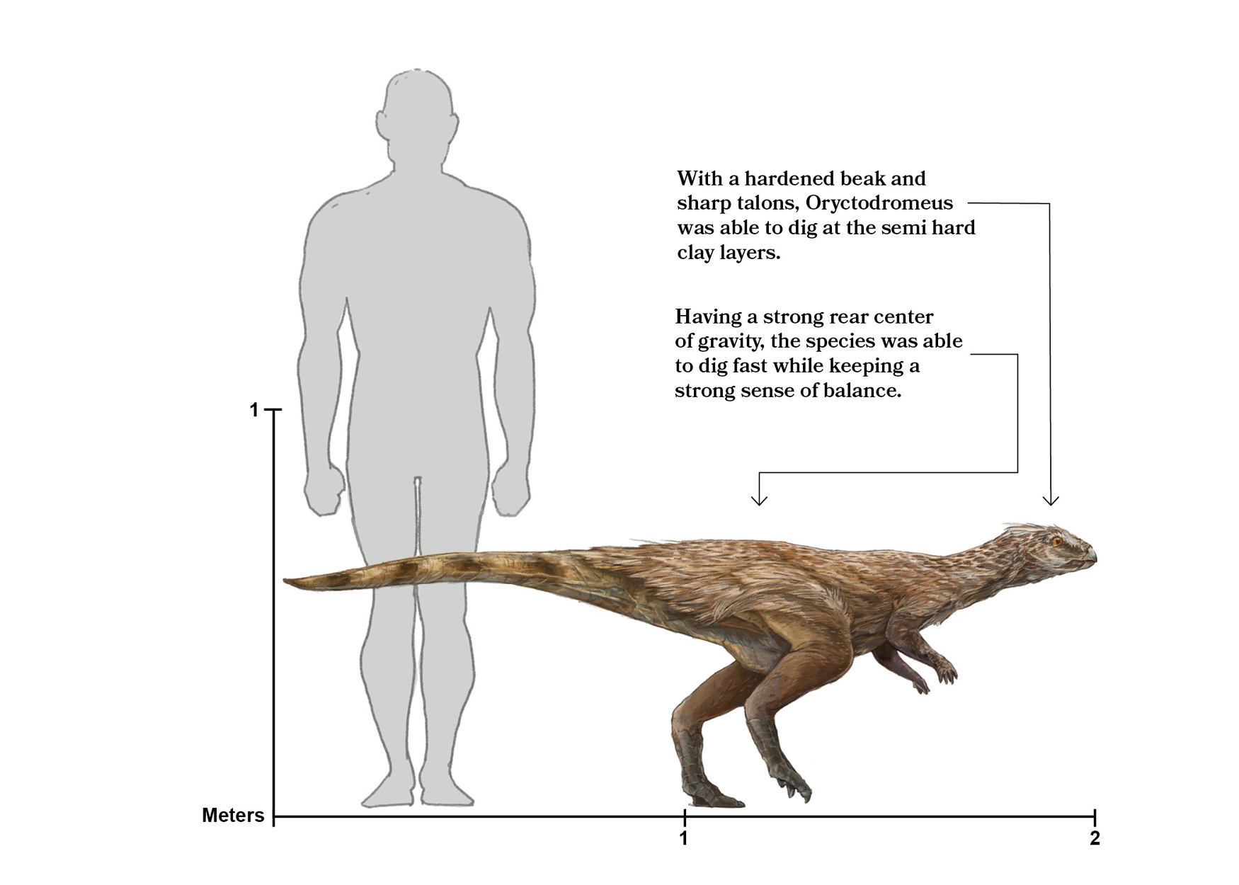 Late Cretaceous - Rasgorshek