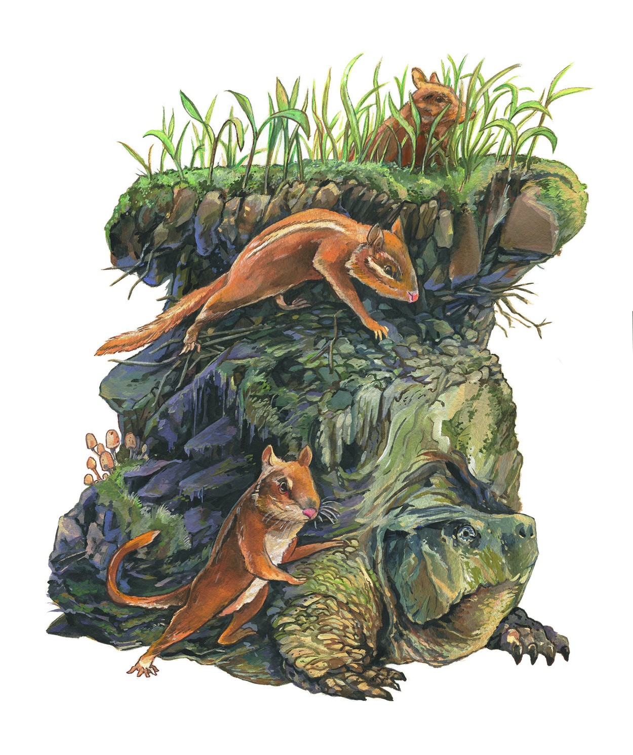 Snapping turtle - Rasgorshek