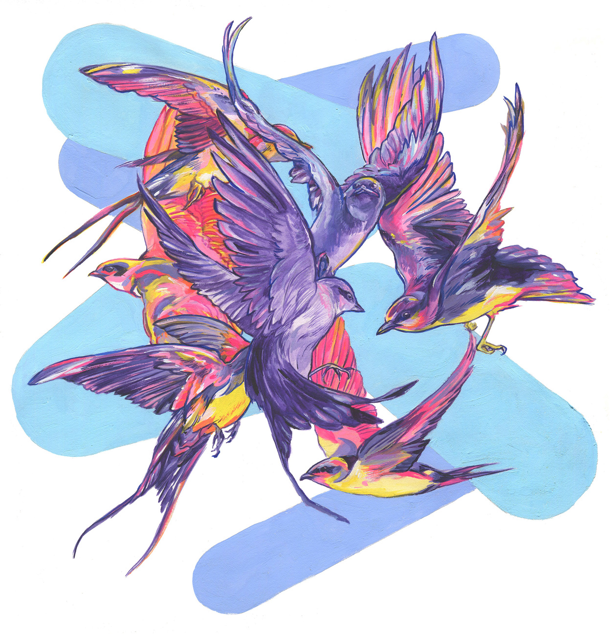 Mountain Swallow Project - Rasgorshek