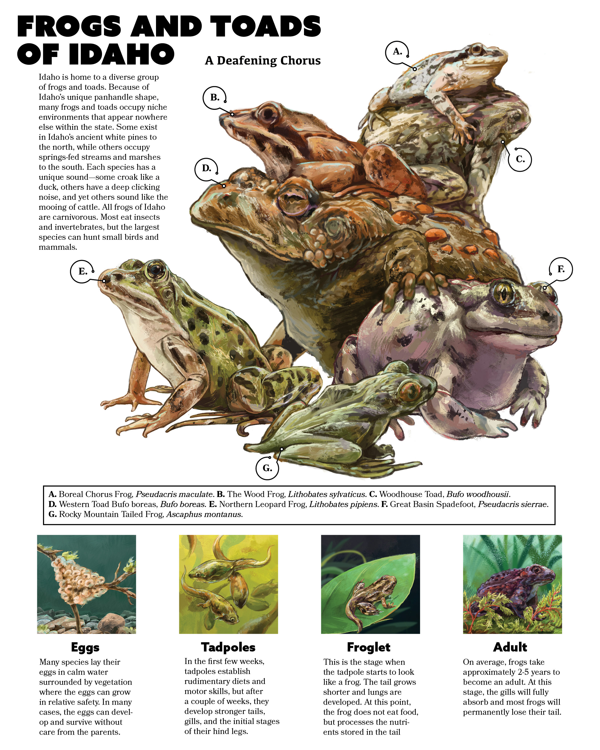 Frogs of Idaho - Rasgorshek