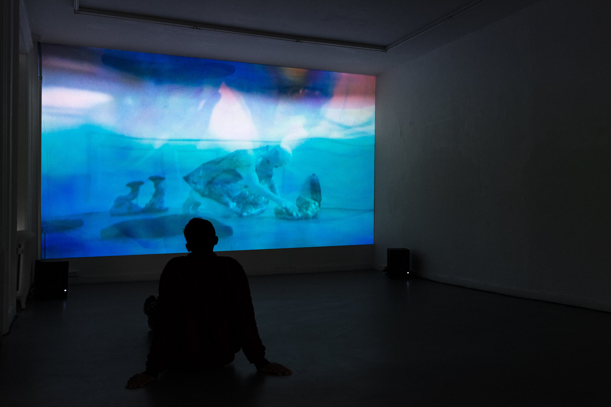 Introduction To The Amniota