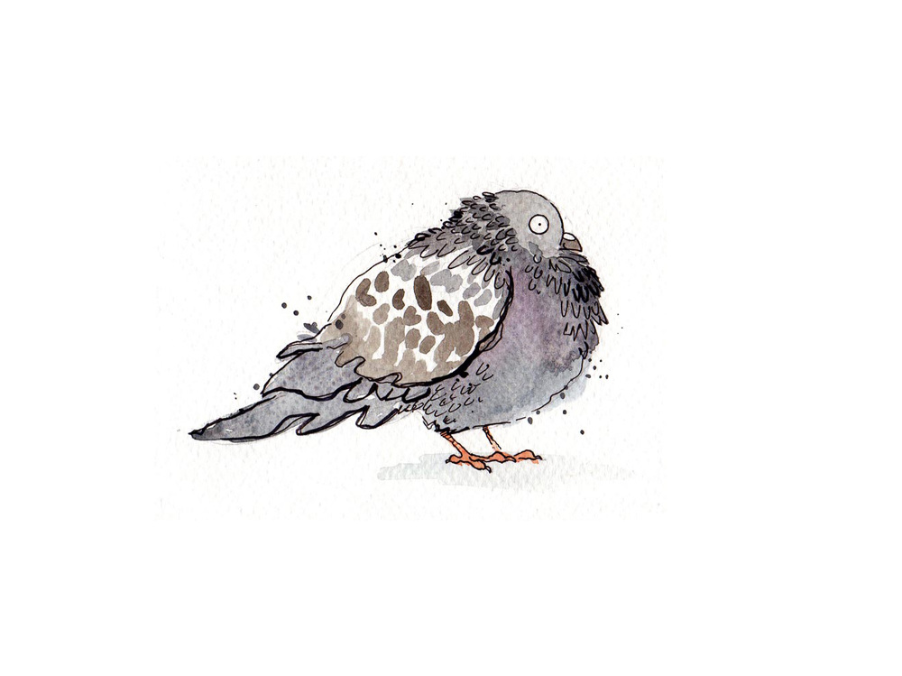 Children's Book Illustration - Jamie Littler - Author / Illustrator