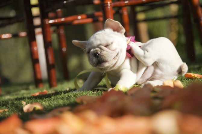 Probably the Cutest Things Alive - ROOT 75 flowers & home - coronado, ca