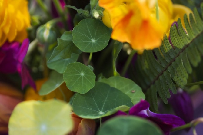 Probably the Cutest Things Alive - ROOT 75 flowers & home - coronado, ca