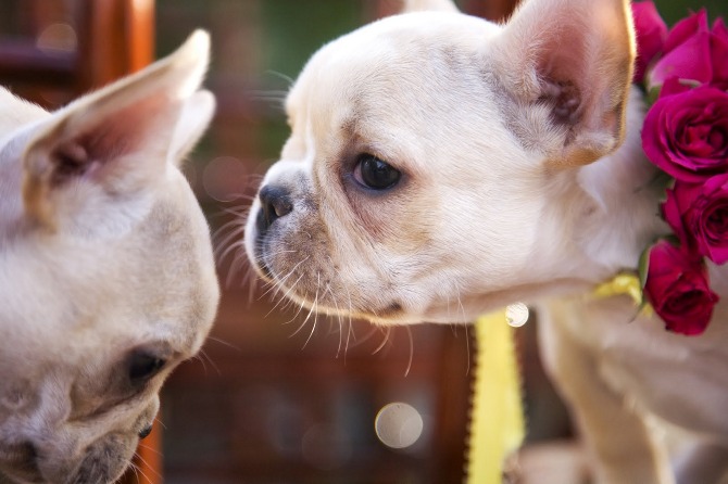 Probably the Cutest Things Alive - ROOT 75 flowers & home - coronado, ca