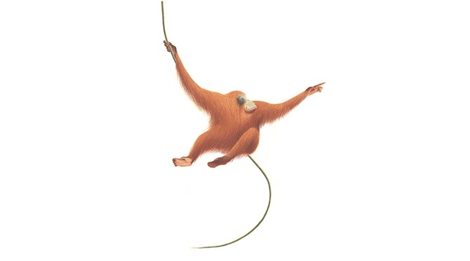 Pongo - Jesse Hodgson Illustration