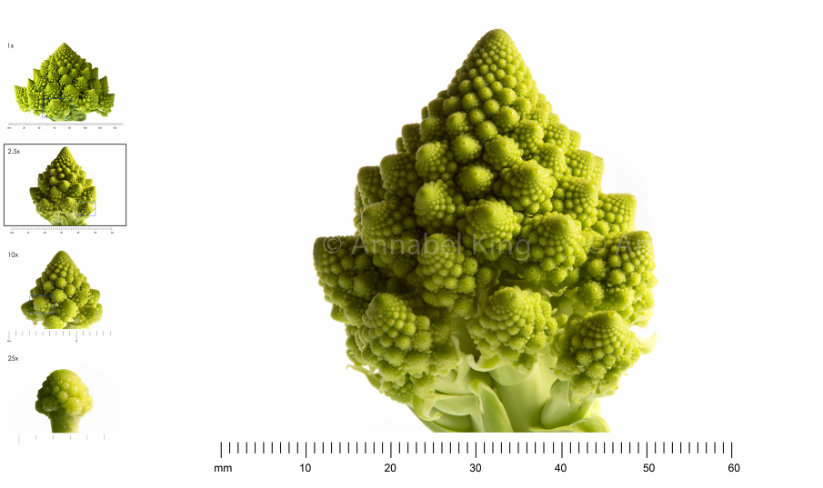 Fractal #1, Romanesco Broccoli - Annabel King Portfolio