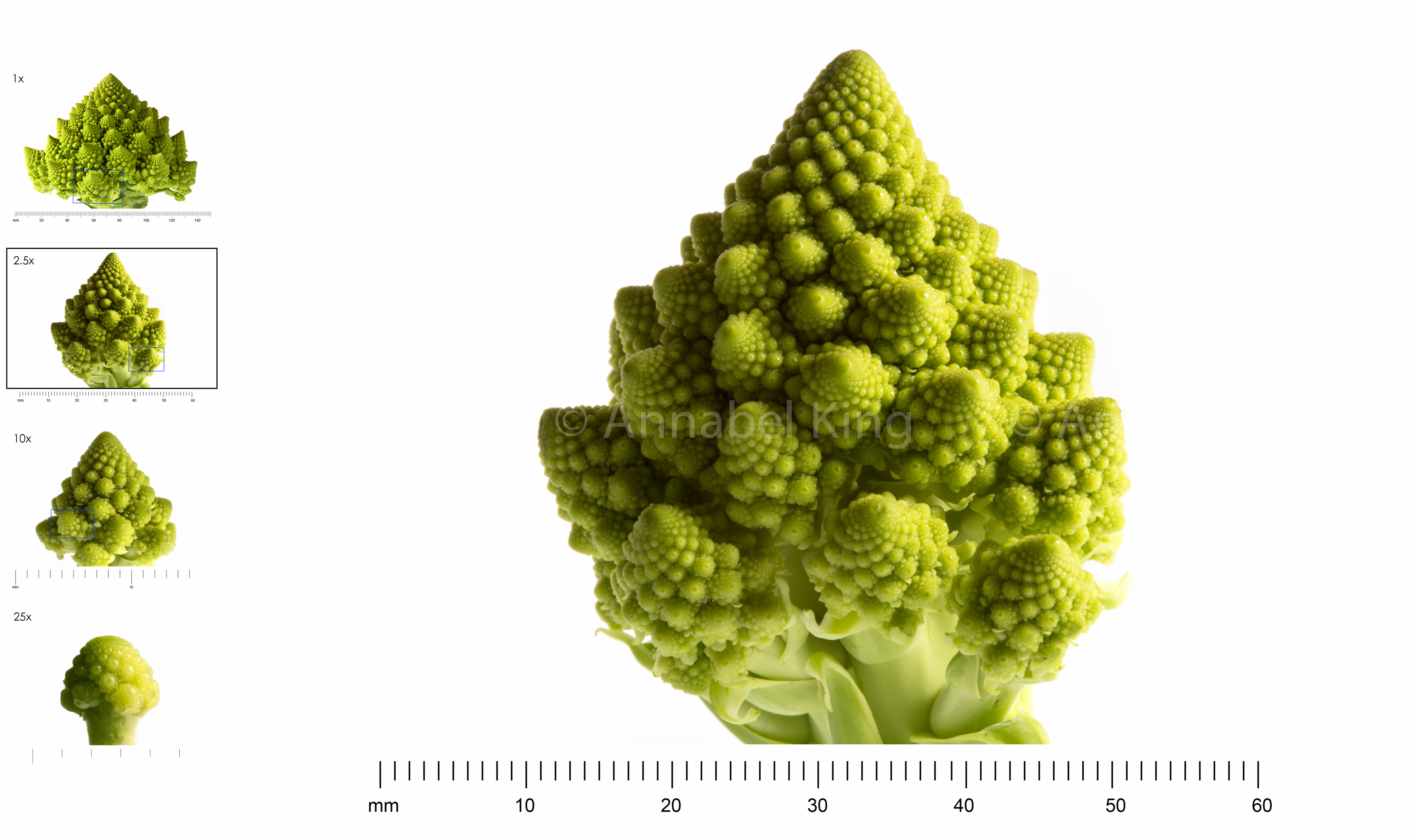 Fractal #1, Romanesco Broccoli - Annabel King Portfolio