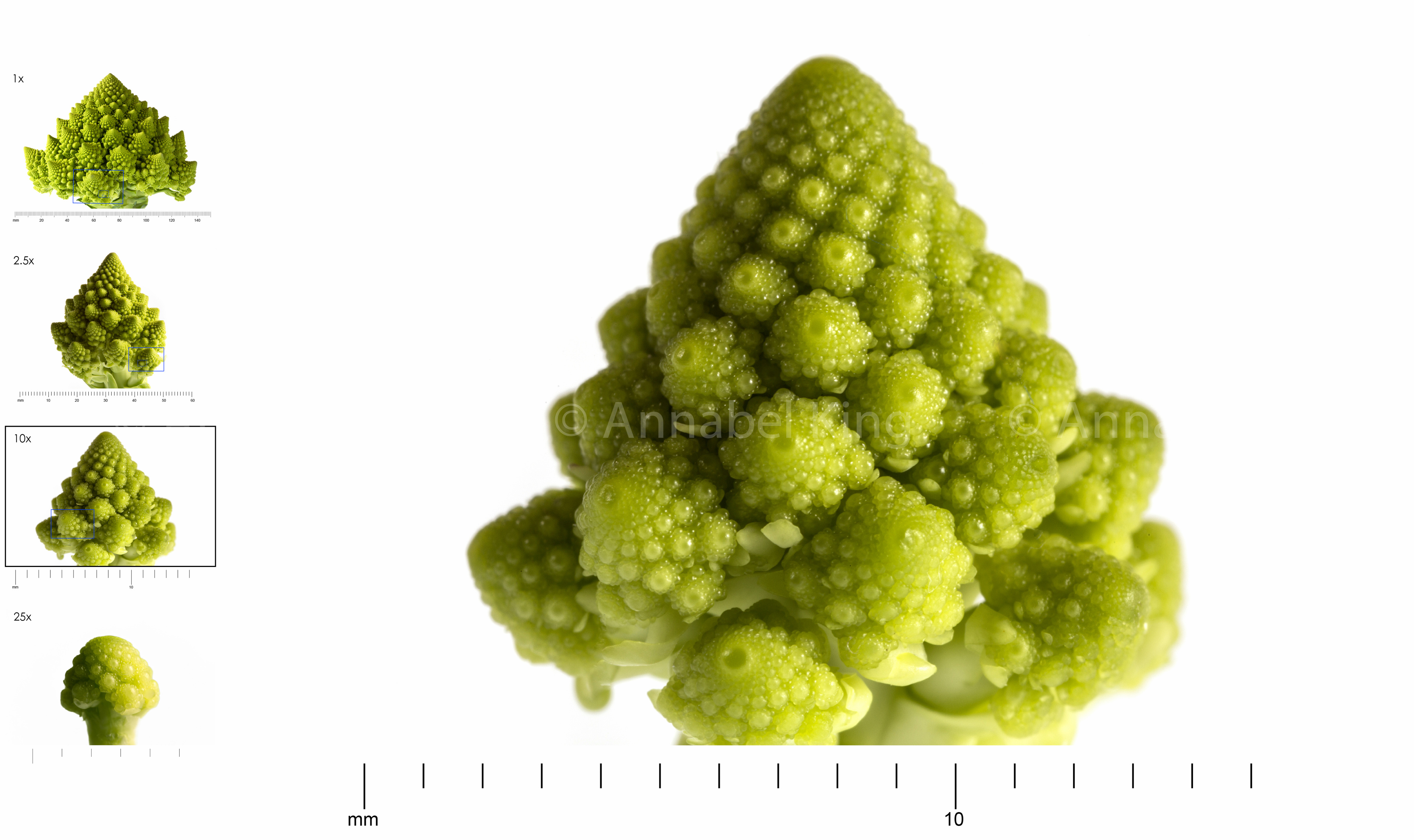 Fractal #1, Romanesco Broccoli - Annabel King Portfolio