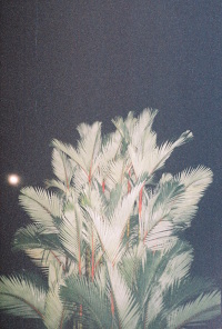 inesberraviola - Selections