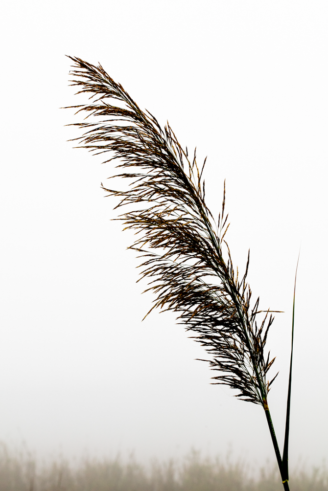 Celeuma II (2022/23) - miguelduarte